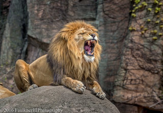 How to Dominate Life Like a Lion - minihabits.com